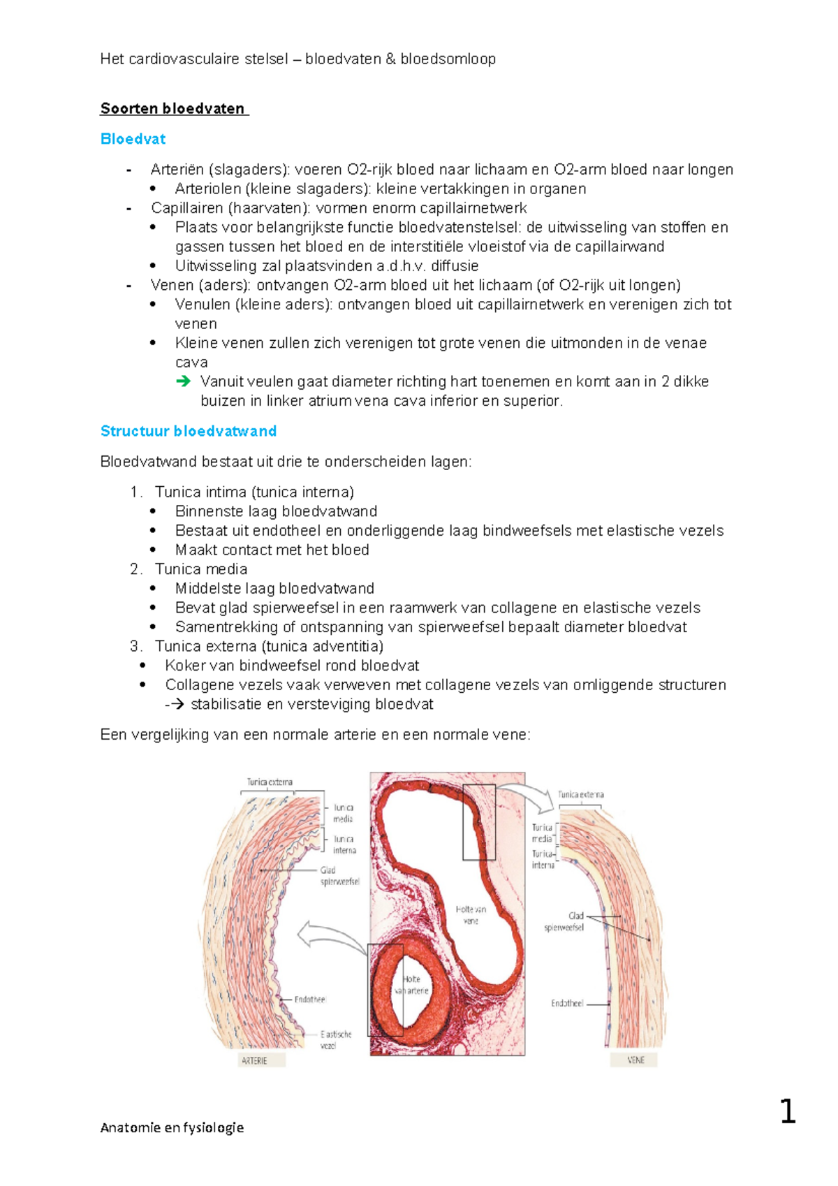 Samenvatting Anatomie Bloedvaten - 1 Soorten bloedvaten Bloedvat ...