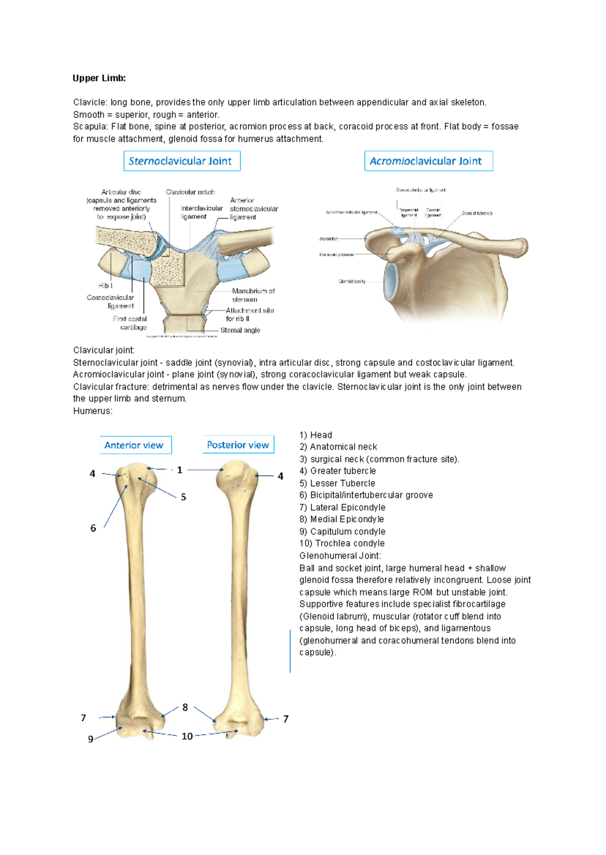 UL LL BIOM20002 - Upper Limb: Clavicle: long bone, provides the only ...