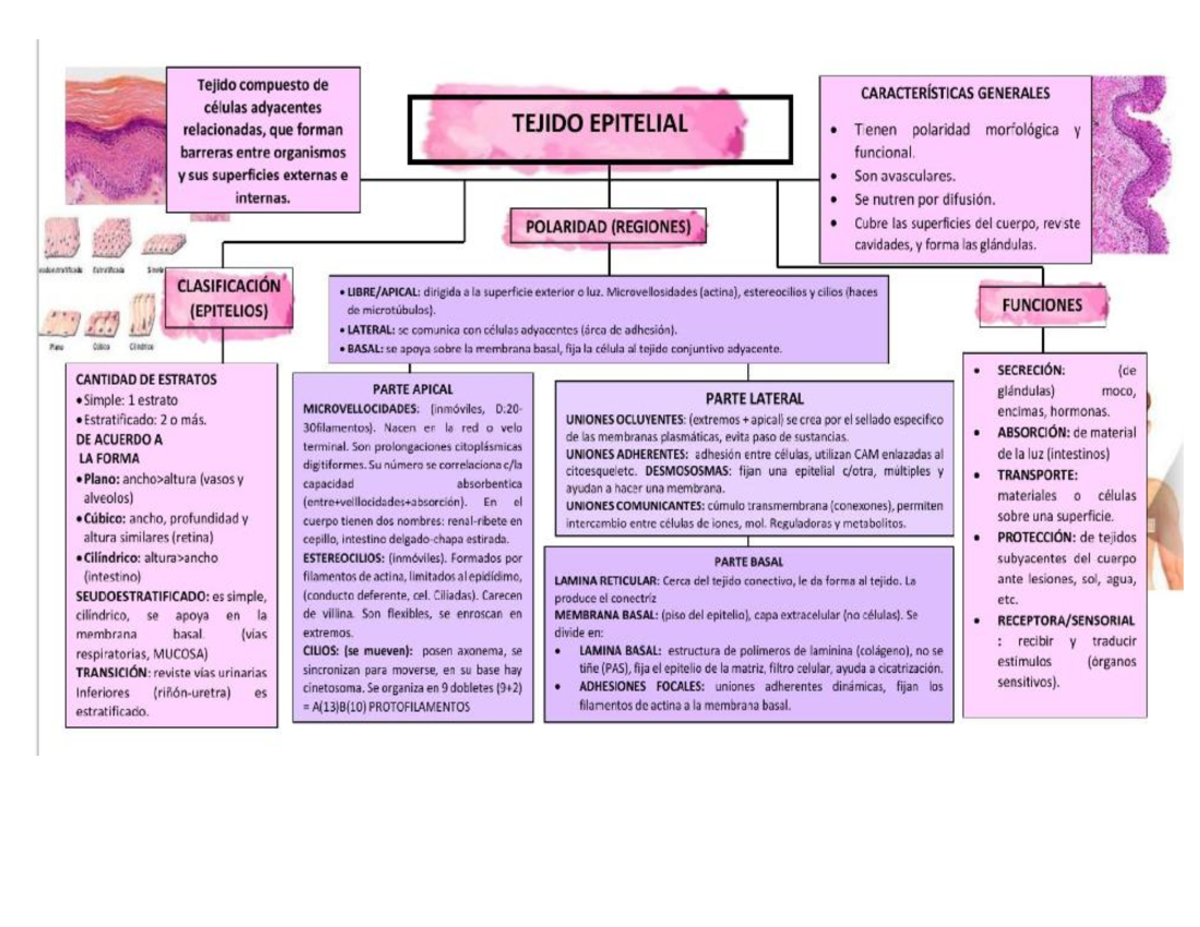 Tipos DE Epitelio - apuntes sobre tejido epitelial - Epitelio ...