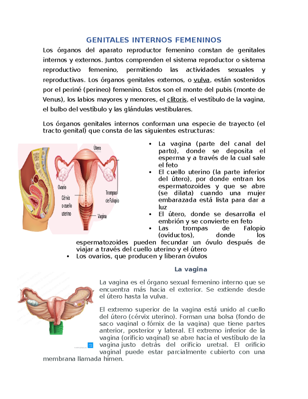Genitales Internos Femeninos - GENITALES INTERNOS FEMENINOS Los órganos ...
