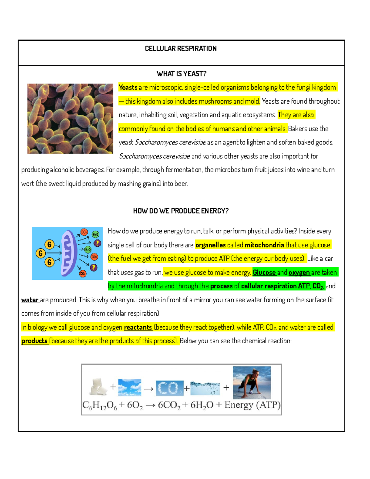Study of Cellular Respiration - CELLULAR RESPIRATION WHAT IS YEAST ...