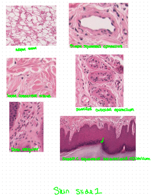 Practice Tissue identification Slides - Key - Practice Tissue ...