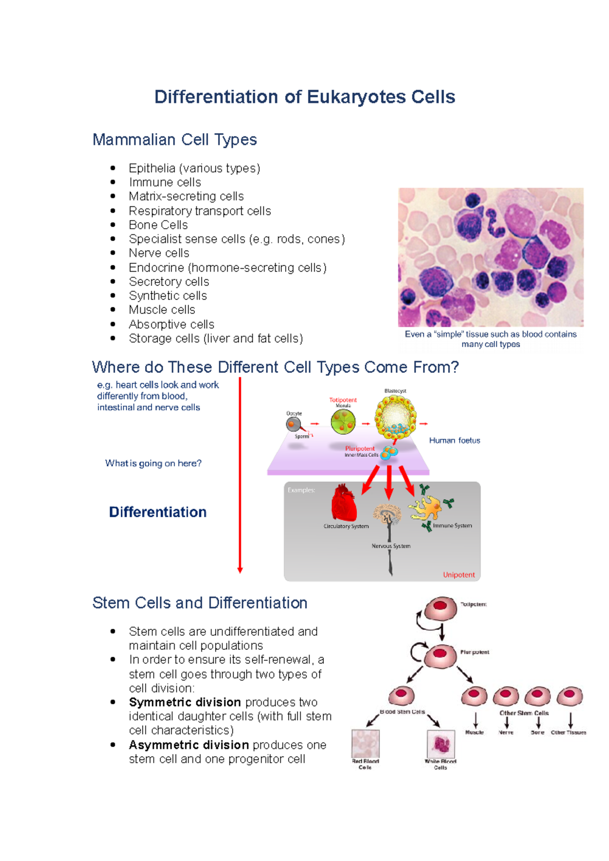 Differentiation of Eukaryotic Cells - Differentiation of Eukaryotes ...