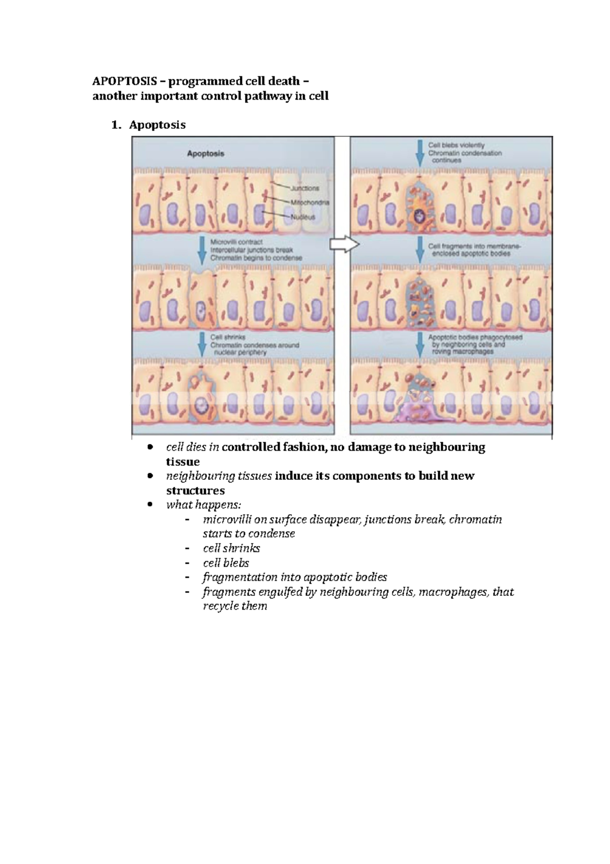 Apoptosis - APOPTOSIS – programmed cell death – another important ...
