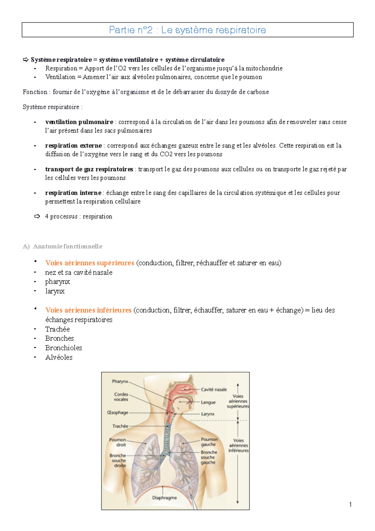 Physio 2 - Notes de cours 2 - Partie n°2 : Le système respiratoire ...
