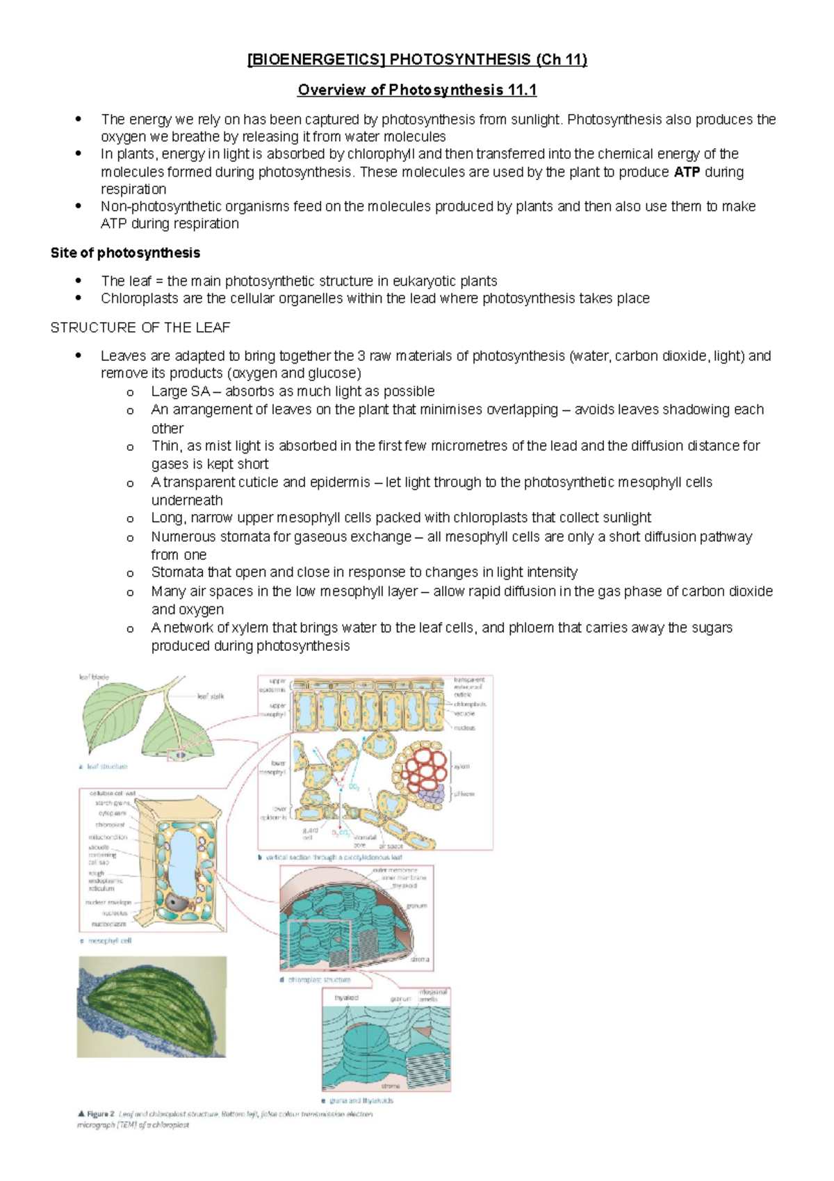 11. Notes - Photosynthesis - [BIOENERGETICS] PHOTOSYNTHESIS (Ch 11 ...