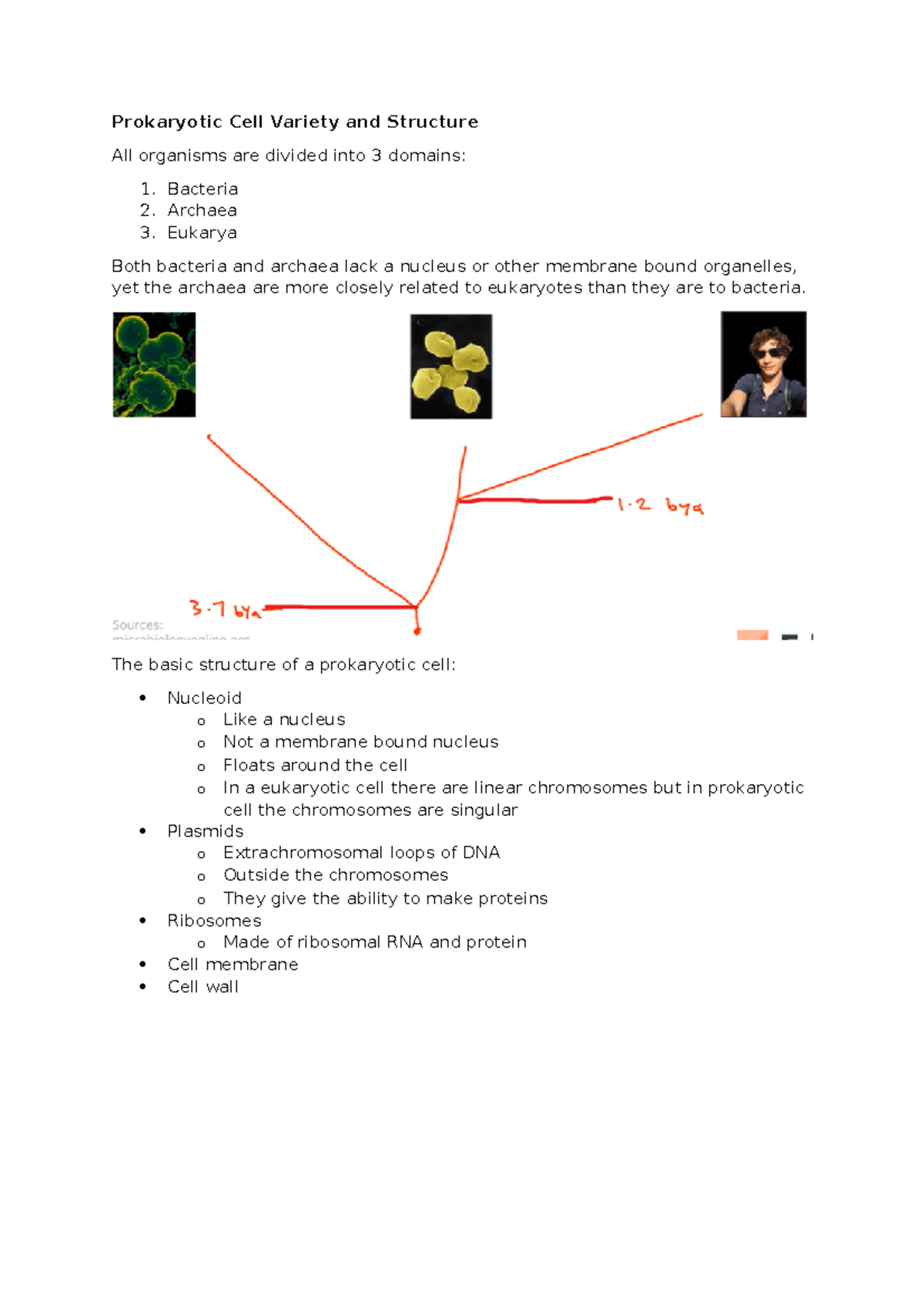 Prokaryotic Cell Variety and Structure - The basic structure of a ...