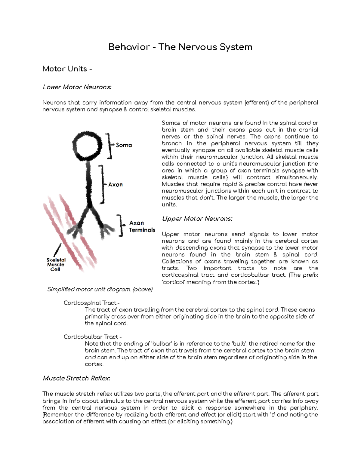 Nervous System Unit - Behavior - The Nervous System Motor Units - Lower ...