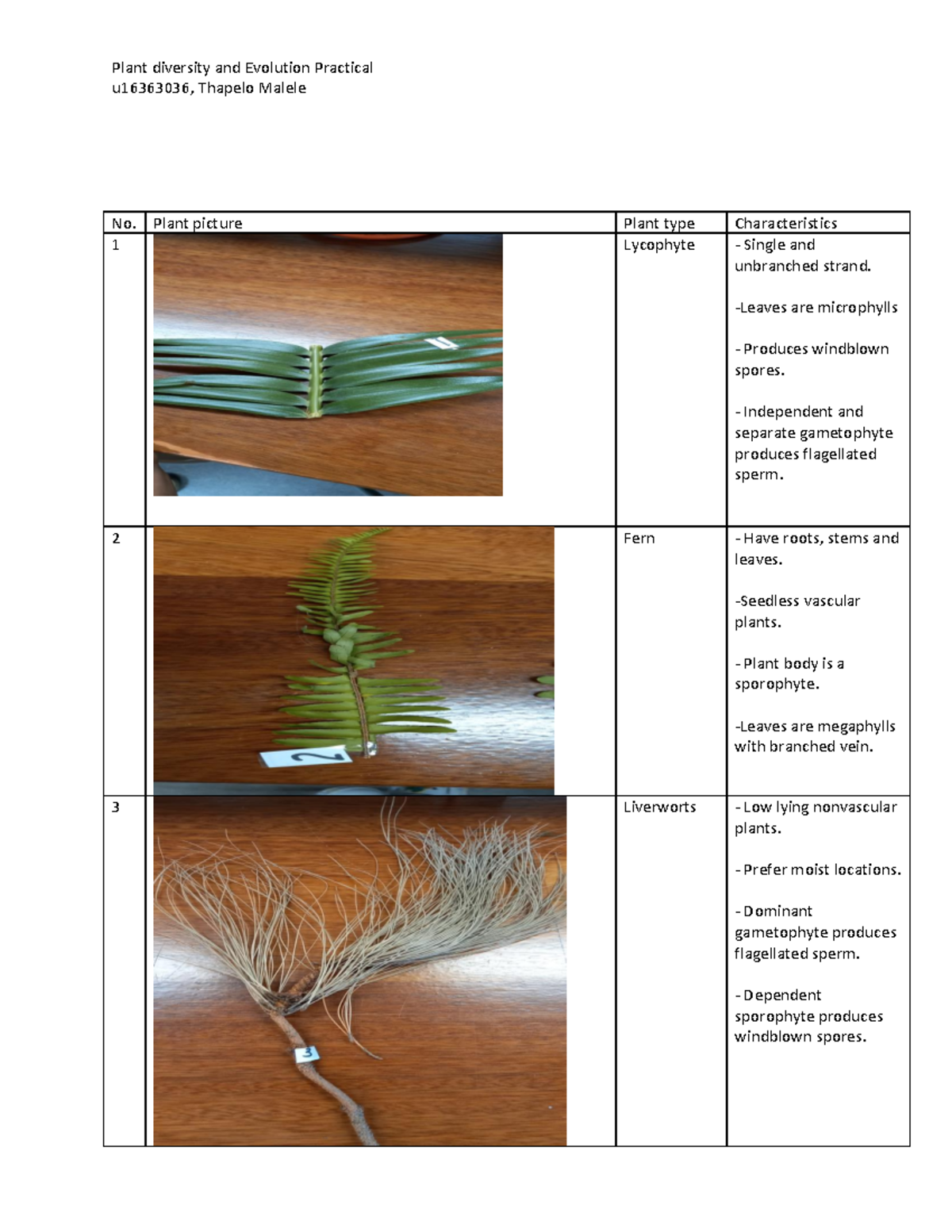 Plant Diversity Practical - u16363036, Thapelo Malele No. Plant picture ...