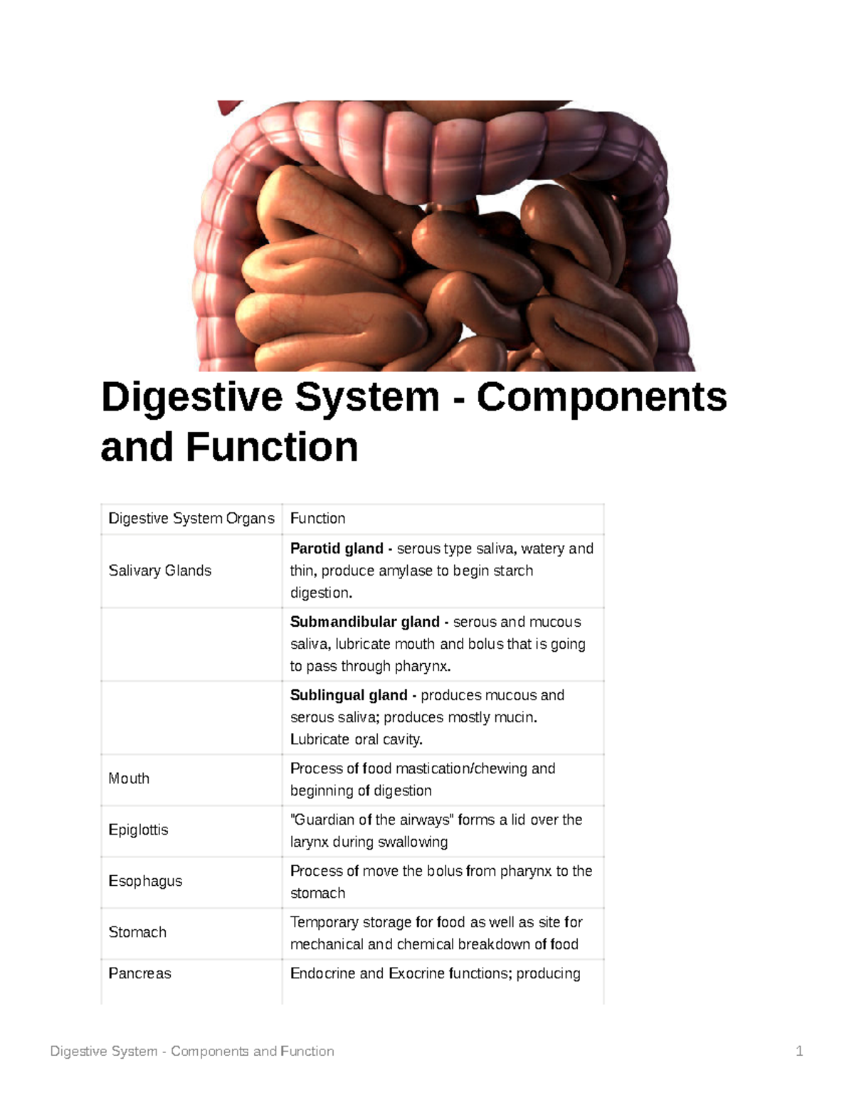 Digestive System - Components and Function - Submandibular gland ...