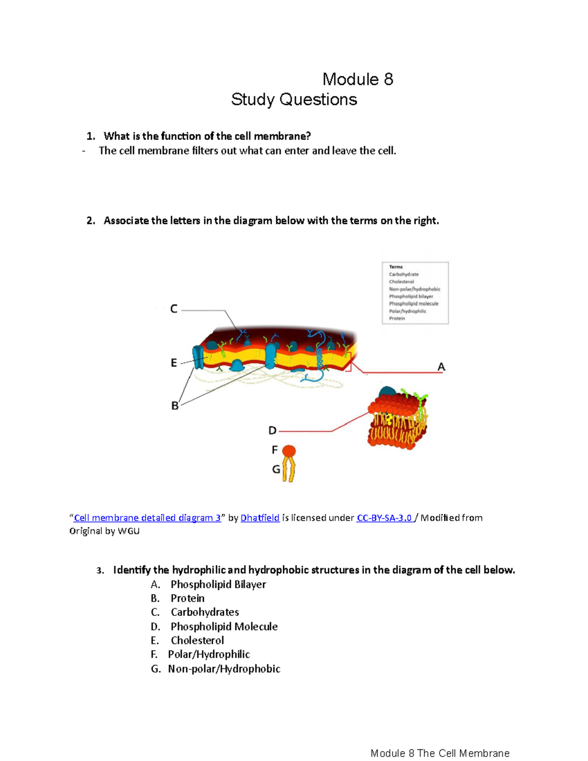 Module 8 study questions - Module 8 Study Questions The cell membrane filters out what can enter ...