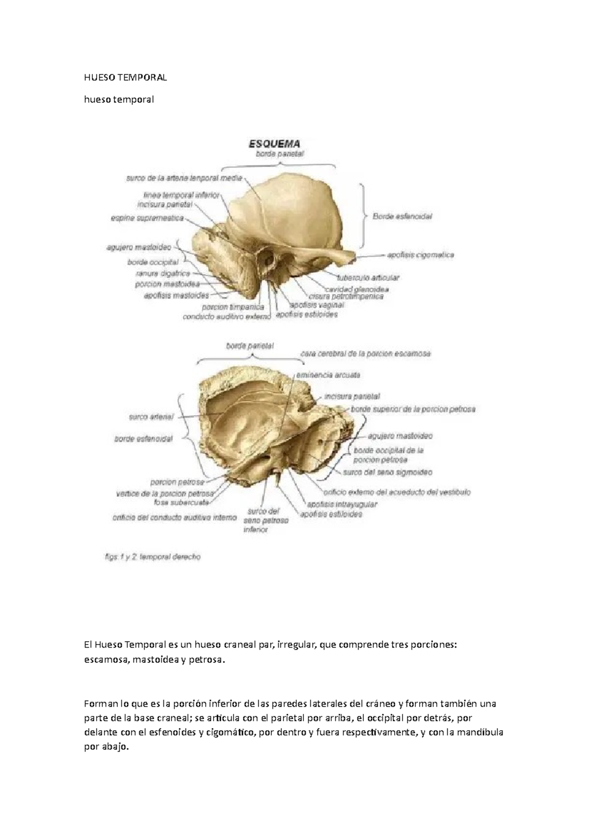 Hueso Temporal - Apuntes 1, 1-2, 9 - HUESO TEMPORAL hueso temporal El ...
