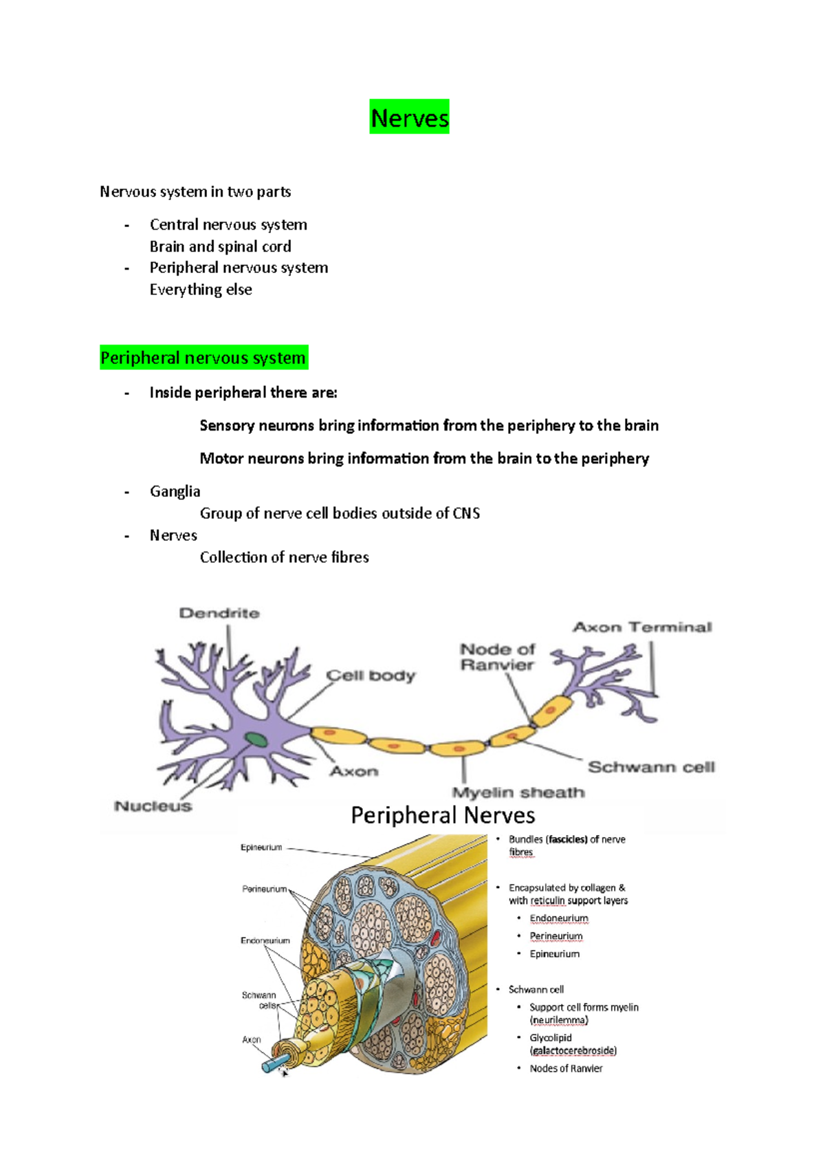 Nerves and bone - Nerves Nervous system in two parts Central nervous ...