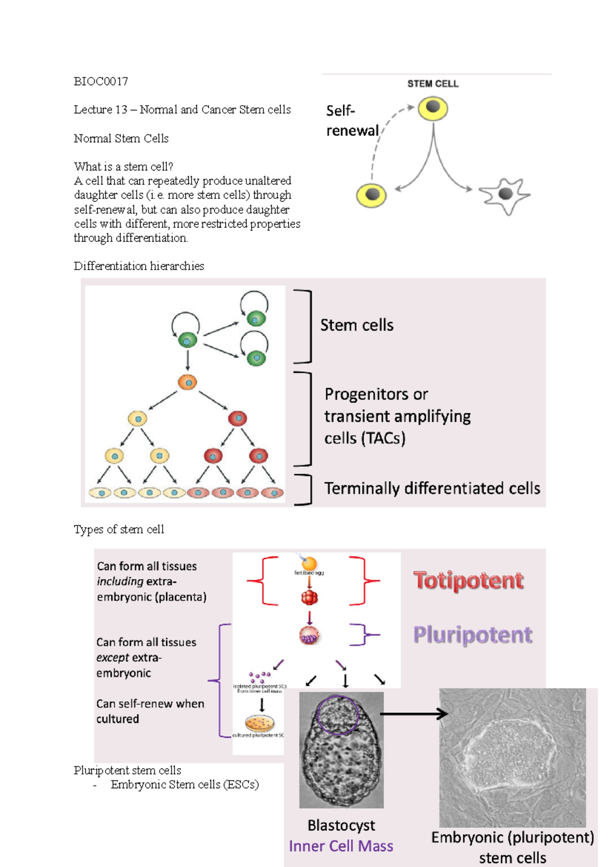 Lecture 13 b17 - BIOC Lecture 13 – Normal and Cancer Stem cells Normal Stem Cells What is a stem ...
