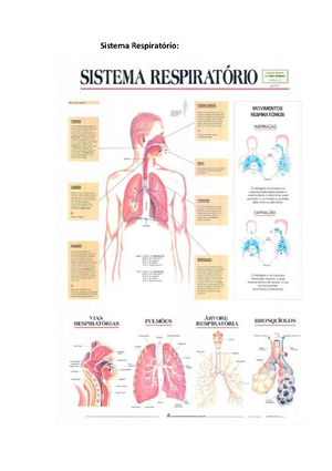 Anatomia 1-Esterno - Esterno Quais são as porções do esterno? Superior ...