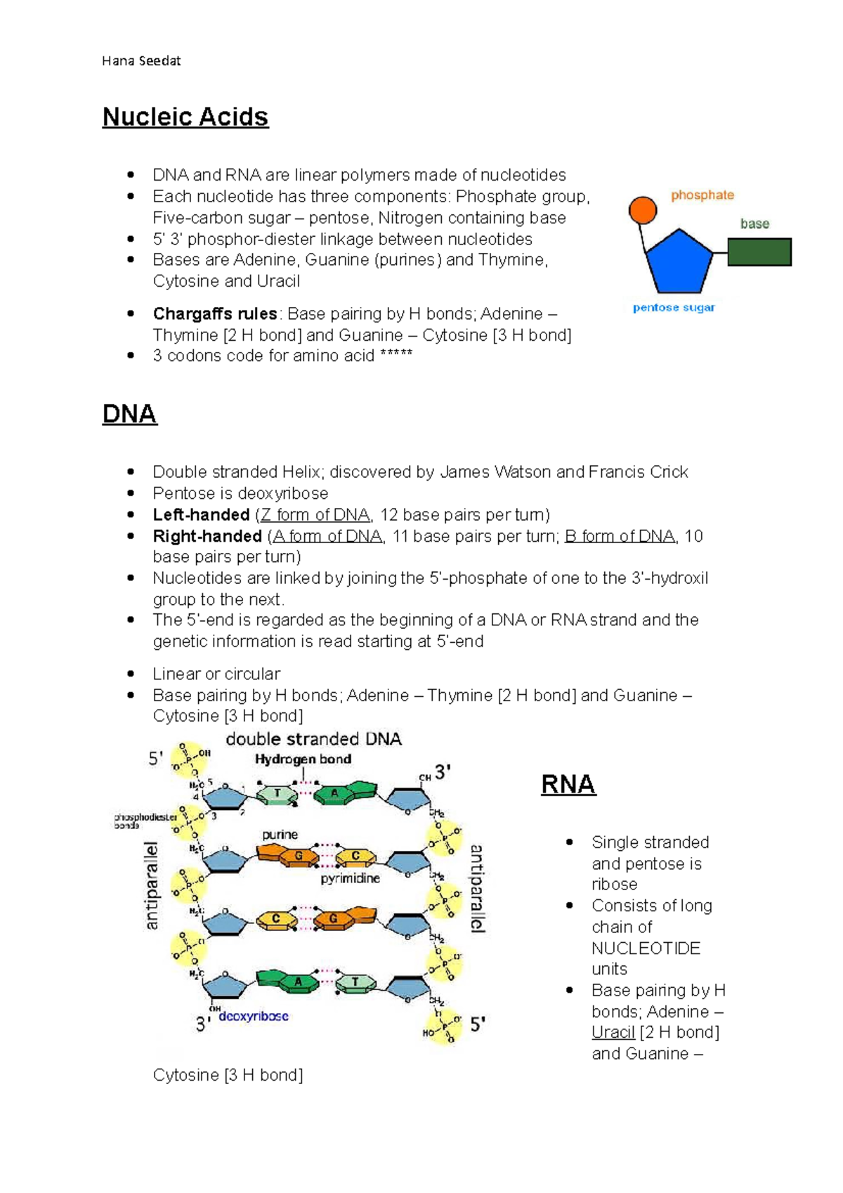 Molecular Biology - ..... - Nucleic Acids DNA and RNA are linear ...