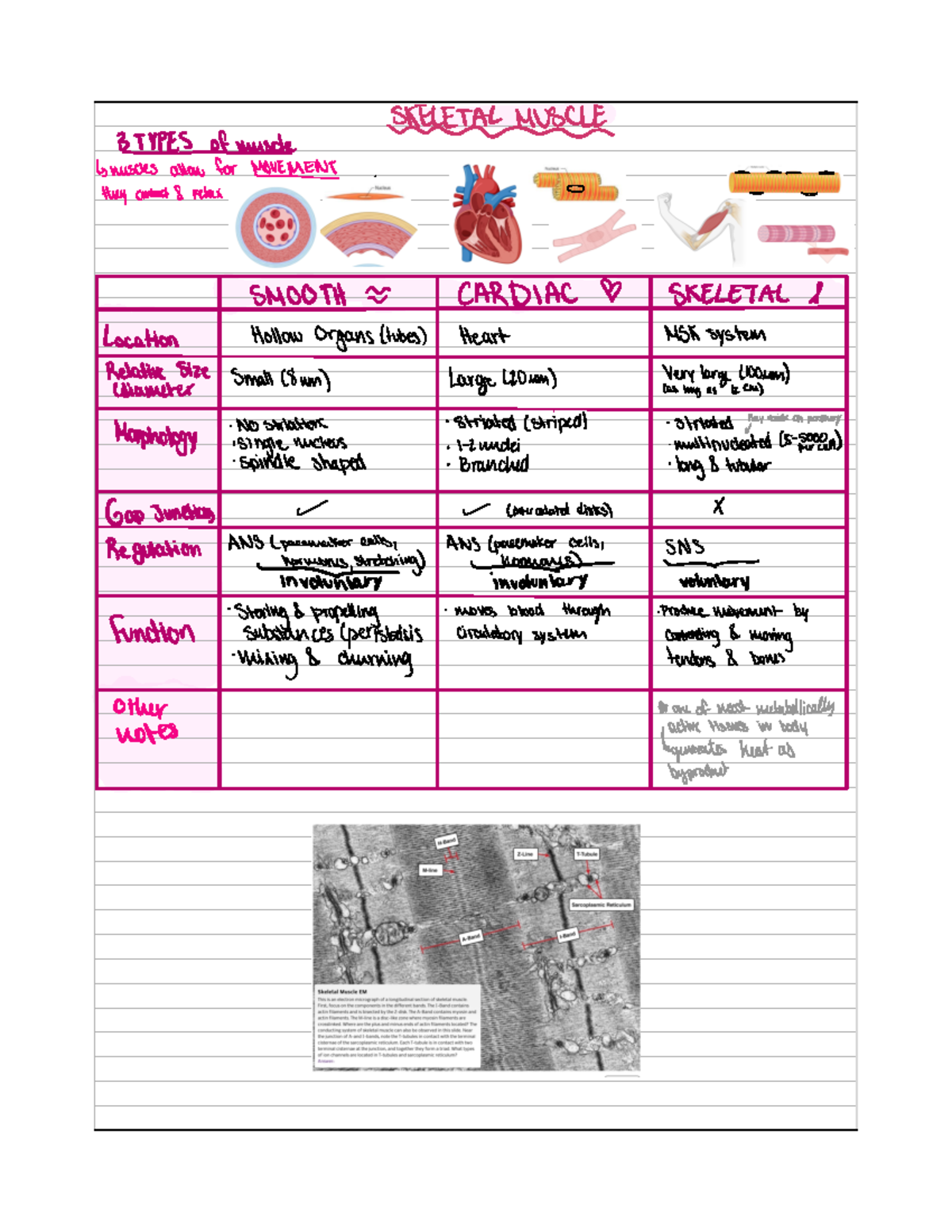 6–Skeletal Muscle - first semester lecture notes before midterm 1 ...