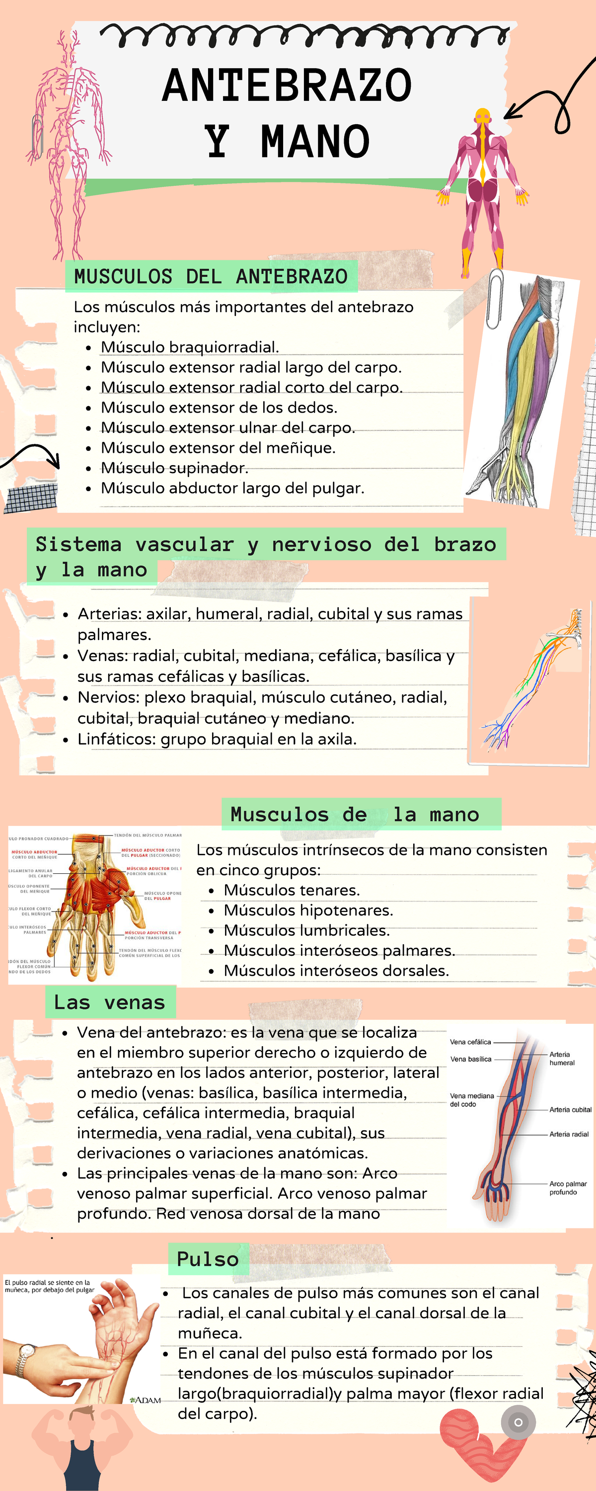 Infografía de antebrazo y mano - ANTEBRAZO Y MANO Musculos de la mano ...