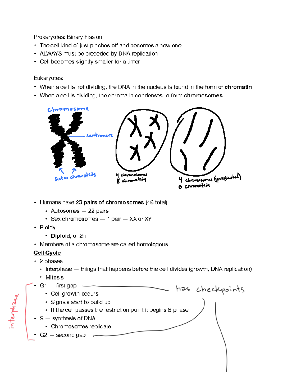 Mitosis - Basic lecture notes. Professor Wilcox. - Prokaryotes: Binary ...