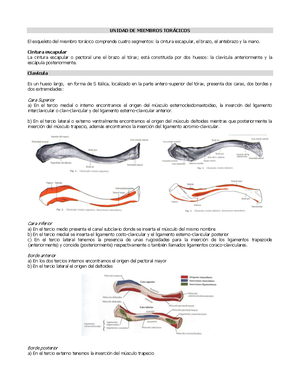 Anormalidades congénitas - MALFORMACIONES CONGÉNITAS ANOMALÍAS DEL ...