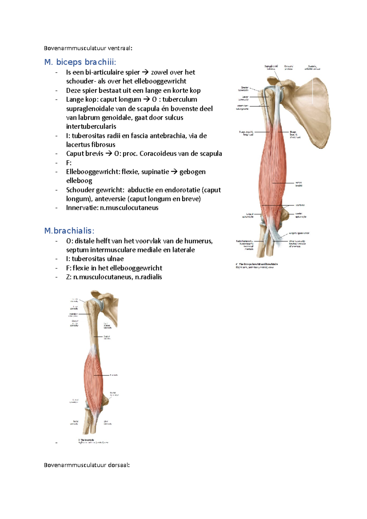 Anatomie arm, pols, hand - Bovenarmmusculatuur ventraal: M. biceps ...
