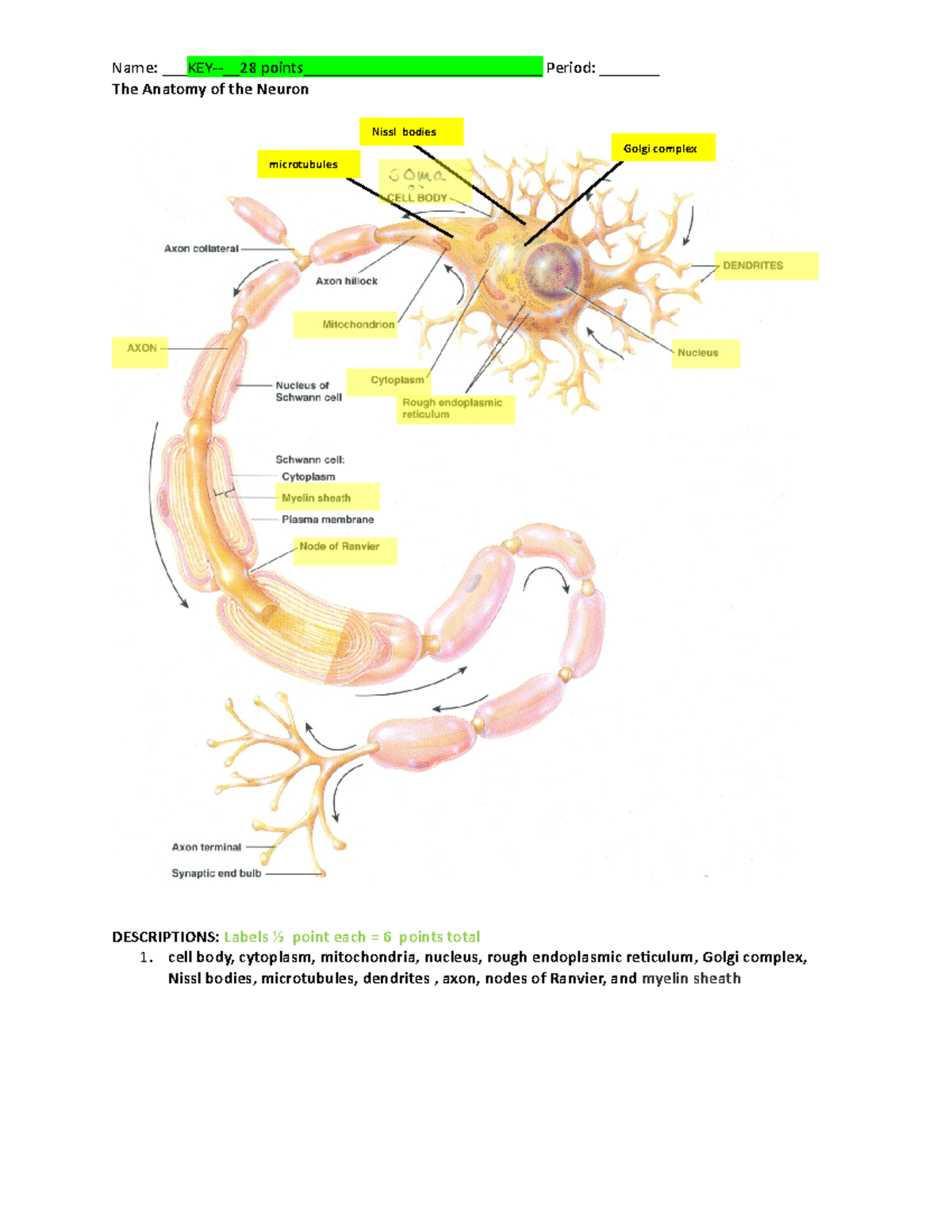 12a. Anatomy of Neuron Worksheet-KEY - Name: KEY-28 points ...