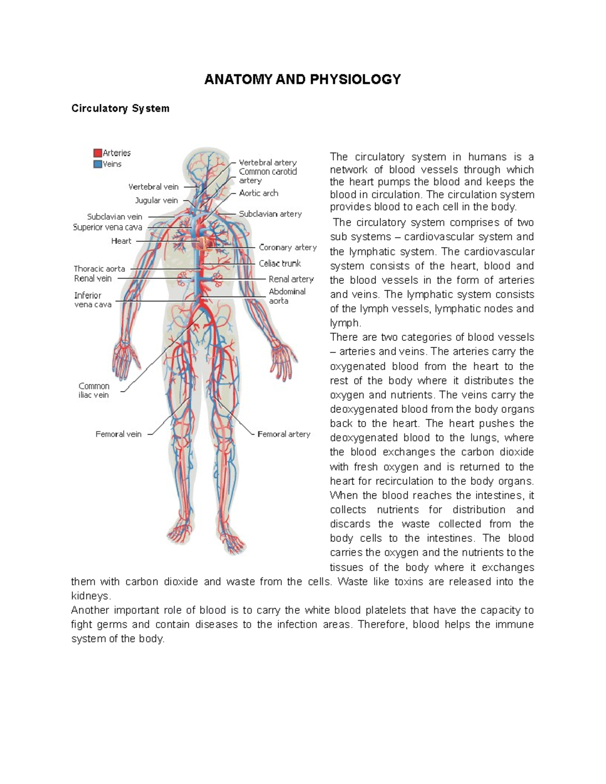 Anatomy and Physiology notes cardio - ANATOMY AND PHYSIOLOGY ...