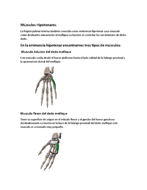 Músculos tenares Anatomía - Músculos tenares. Los músculos tenares ...