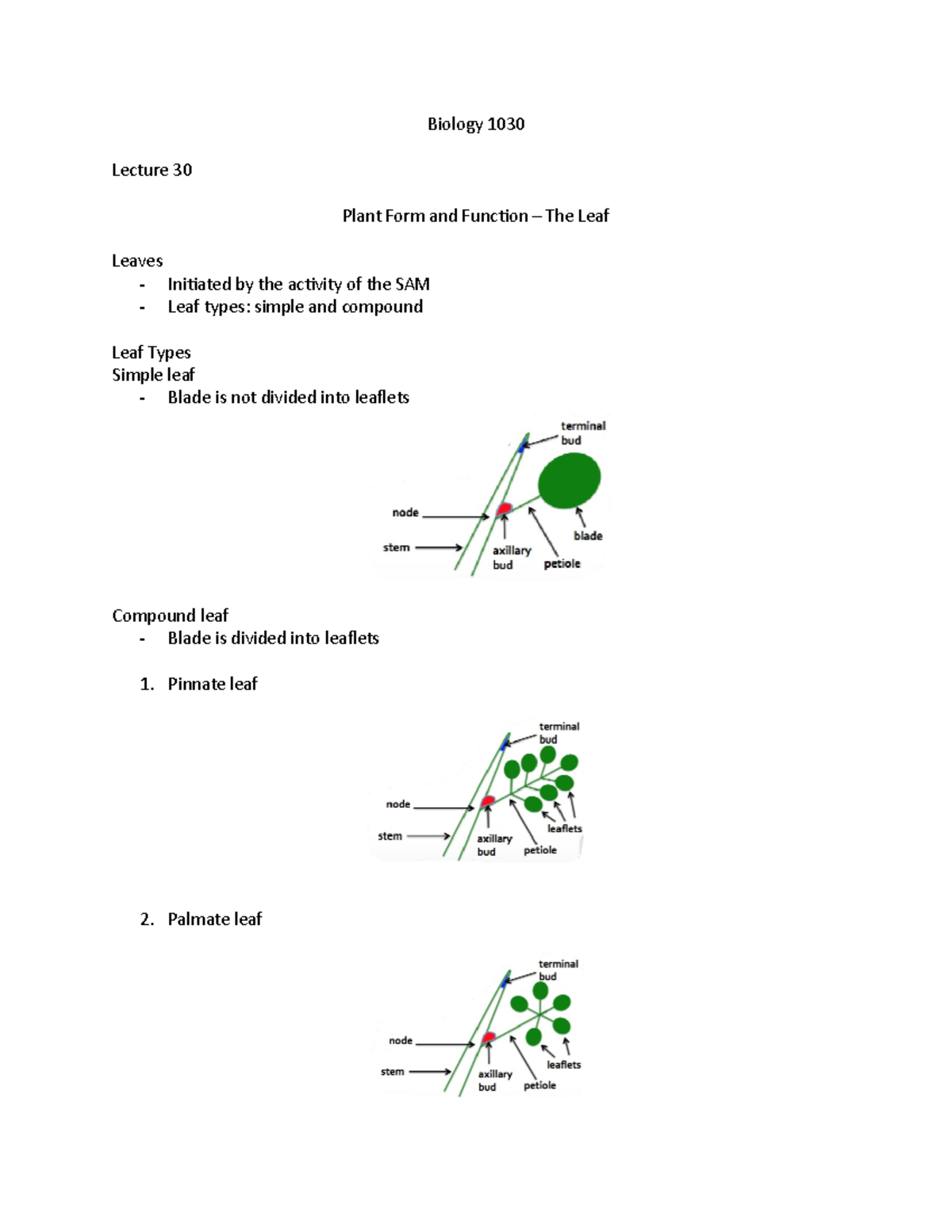 Lecture 30 - Biology 1030 Lecture 30 Plant Form and Function – The Leaf Leaves - Initiated by ...