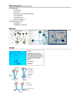 Penicillium Mycology - Warning: TT: undefined function: 32 Paecilomyces ...