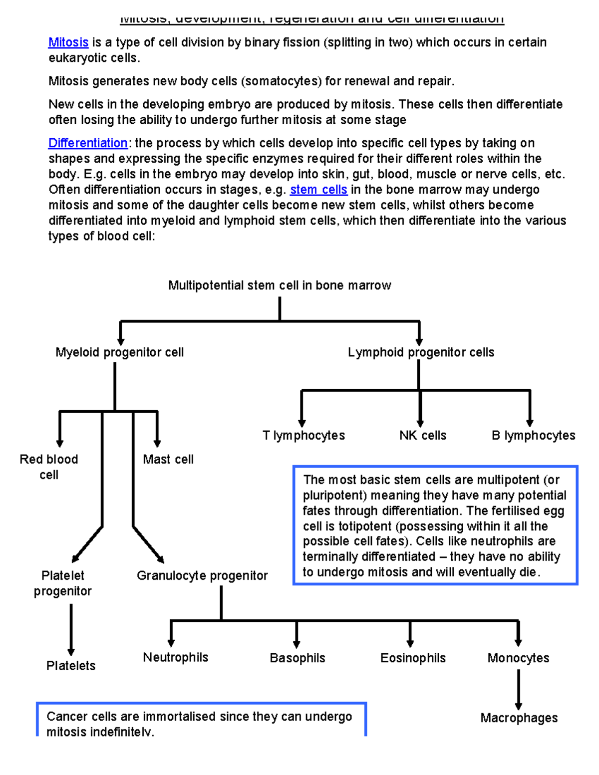 Chapter 12 Study Guide - Mitosis, development, regeneration and cell ...