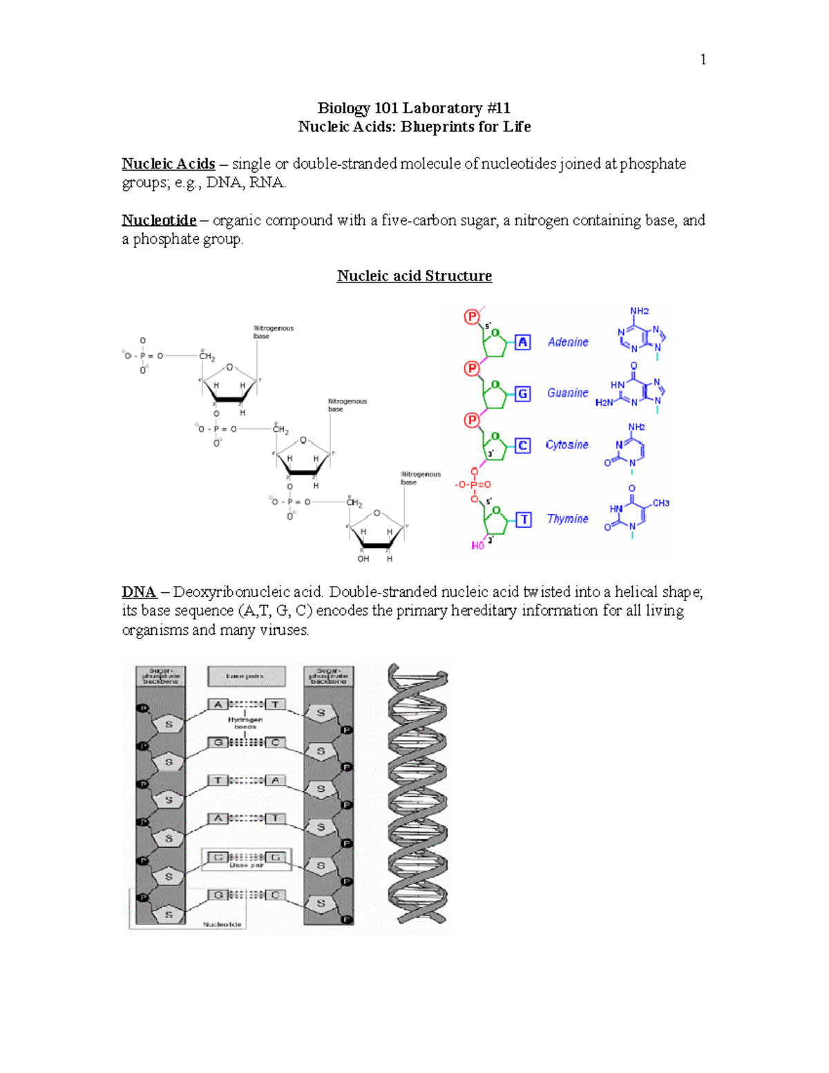 Lab 9 - Homework - Biology 101 Laboratory # Nucleic Acids: Blueprints ...