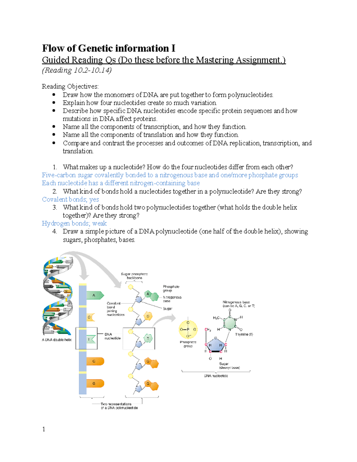 GRQ 13: Flow of Genetic Information Part I - Flow of Genetic ...
