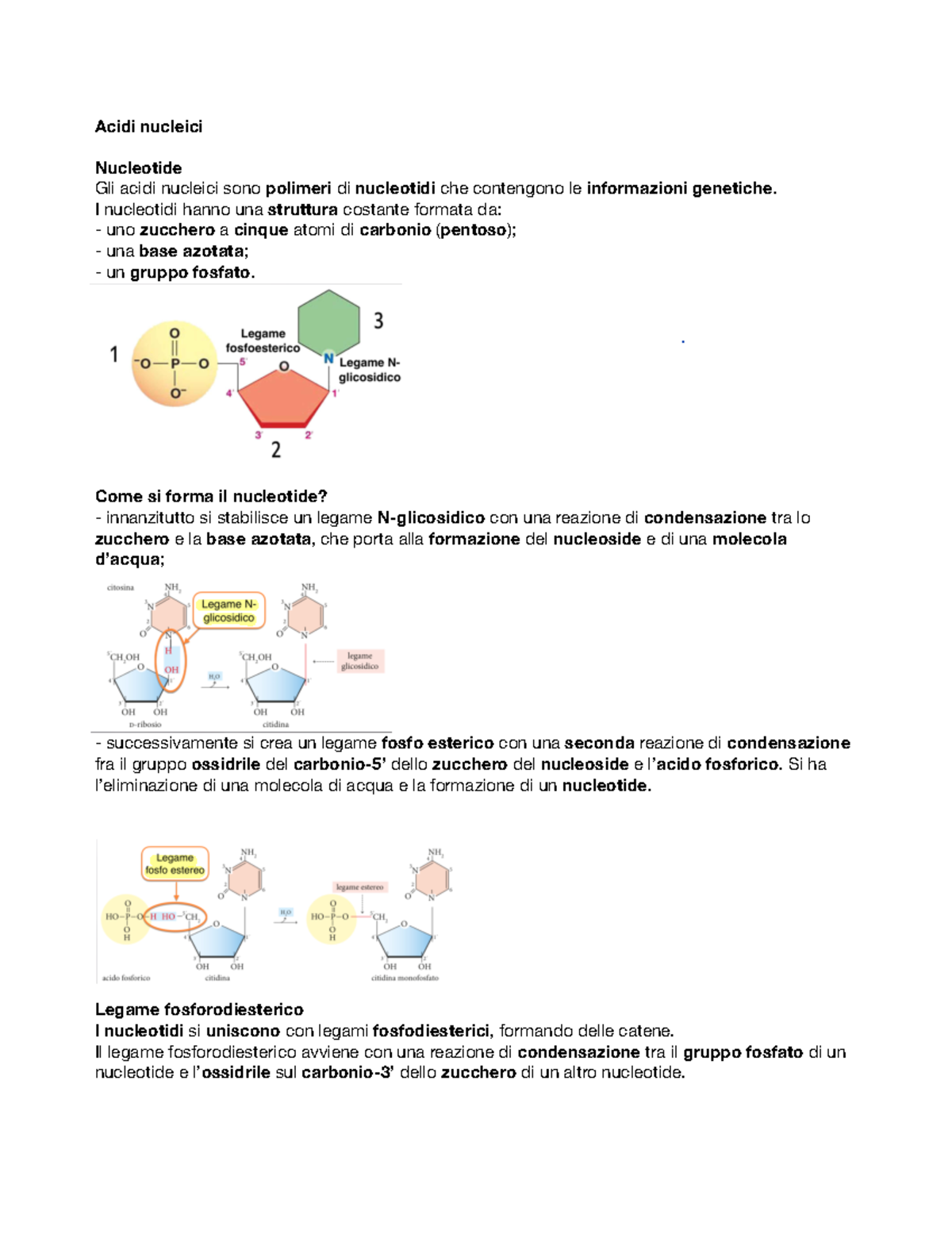 Acidi nucleici - I nucleotidi hanno una struttura costante formata da ...