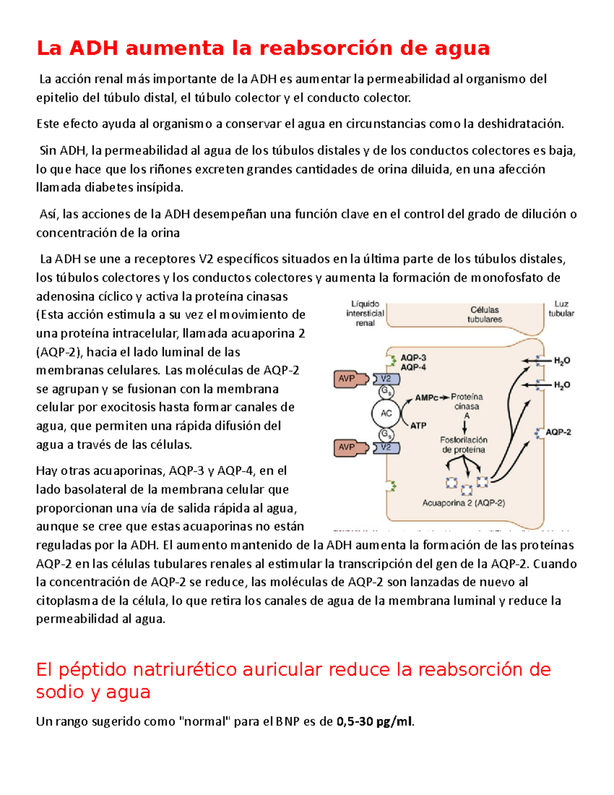 La ADH aumenta la reabsorción de agua - La ADH aumenta la reabsorción de agua La acción renal ...