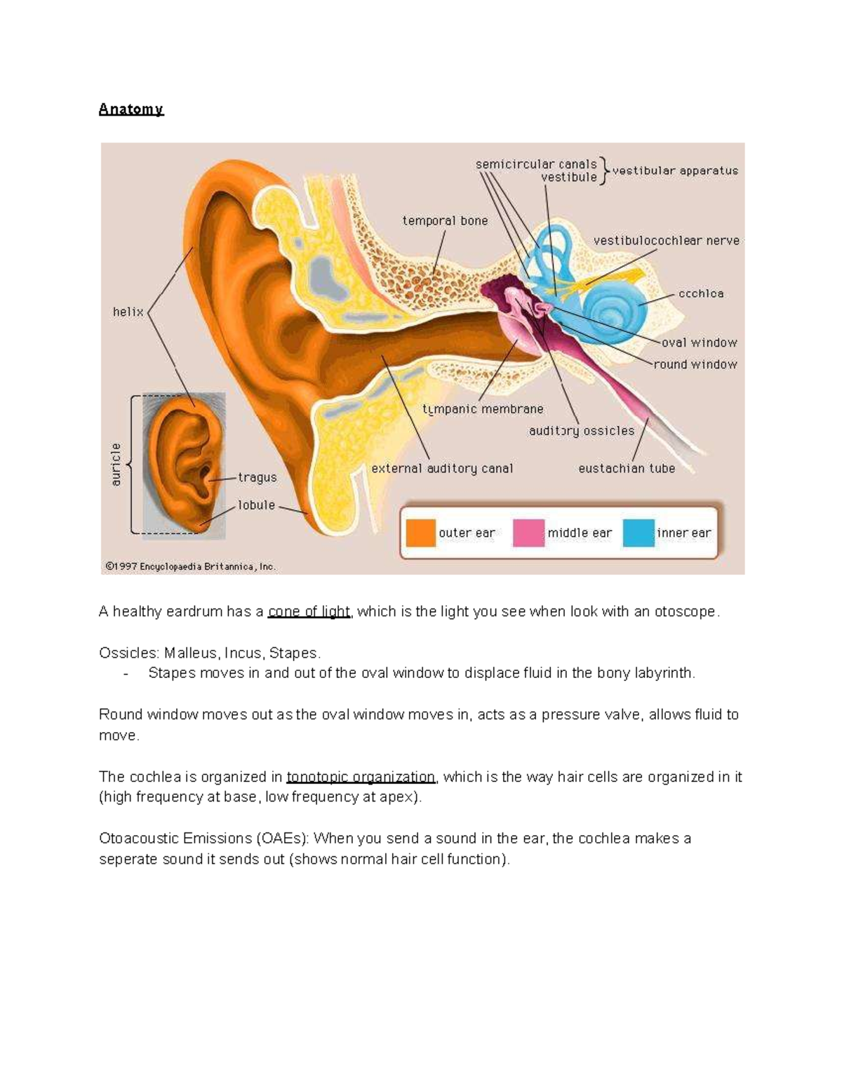 Audiology Notes - Anatomy A healthy eardrum has a of which is the light ...