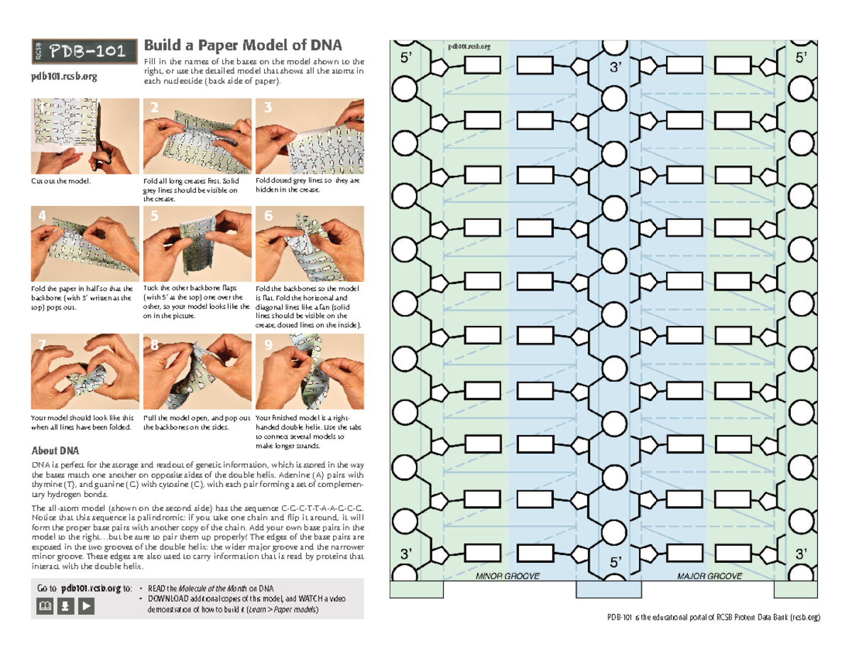 DNA Model - DNA is perfect for the storage and readout of genetic ...