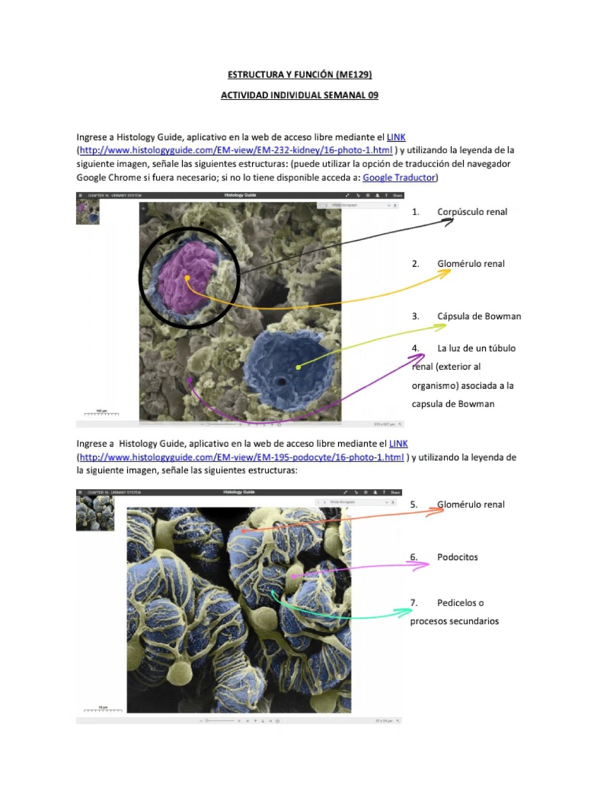 ME129 Ey F Tarea Sem09 2023 - Estructura y Función - Studocu