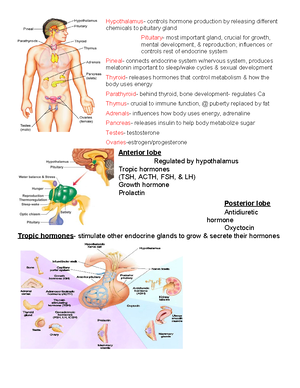 RN Nursing Care of Children Type 1 Diabetes Mellitus Flashcards - RN ...