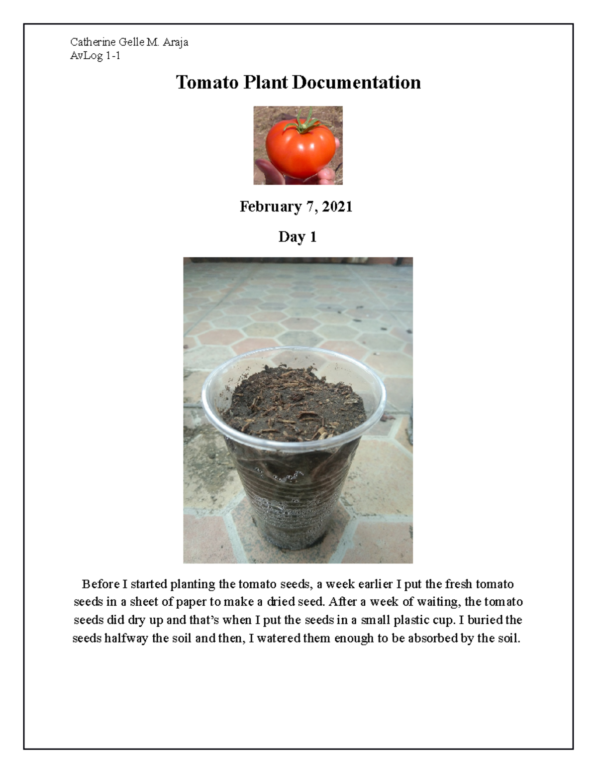 Tomato Plant Documentation - Catherine Gelle M. Araja AvLog 1- Tomato ...