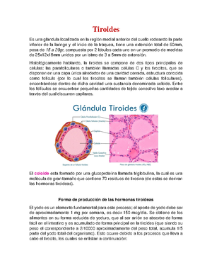 Gónadas masculinas - GÓNADAS MASCULINAS -Las gónadas tienen como ...