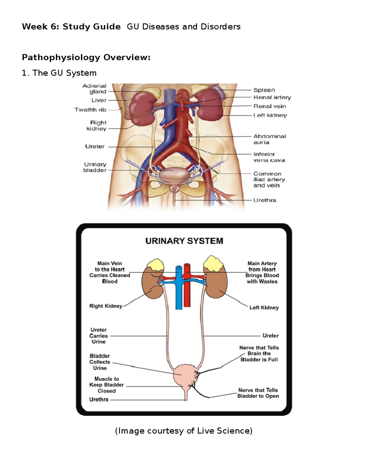 GU Diseases and Disorders Study Guide - Week 6: Study Guide GU Diseases ...