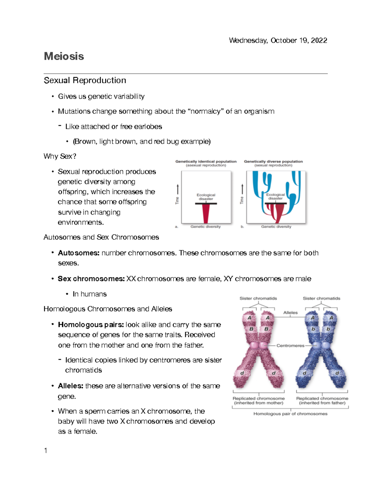 Meiosis - Joel Bergh - Meiosis Sexual Reproduction " Gives us genetic ...