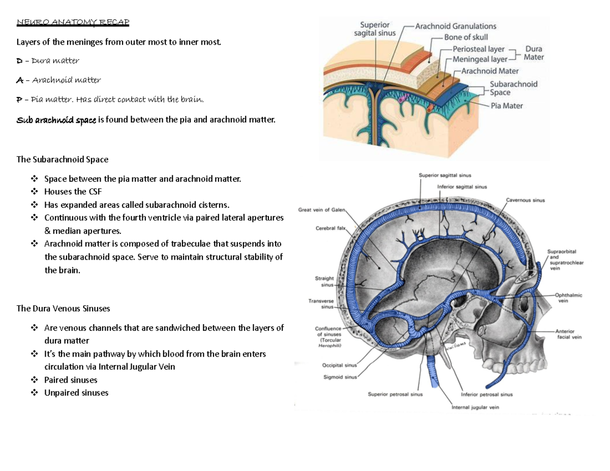 Neuroscience cerebrospinal fluid recap. - NEURO ANATOMY RECAP Layers of ...