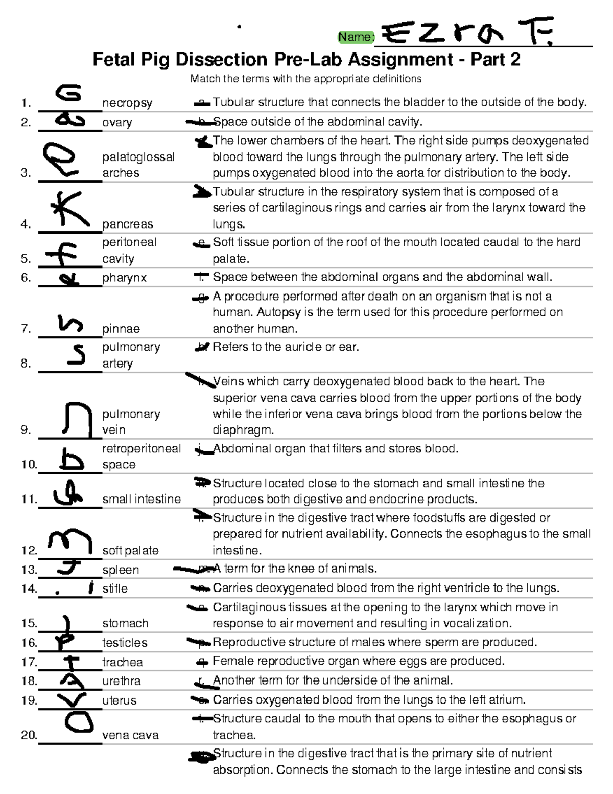 Fetal Pig Dissection Pre-Lab Assignment - Part 2 - Tubular structure ...