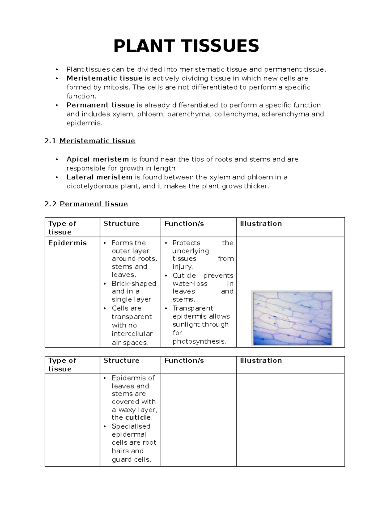 English Planttissues and organs transport systems - PLANT TISSUES Plant ...