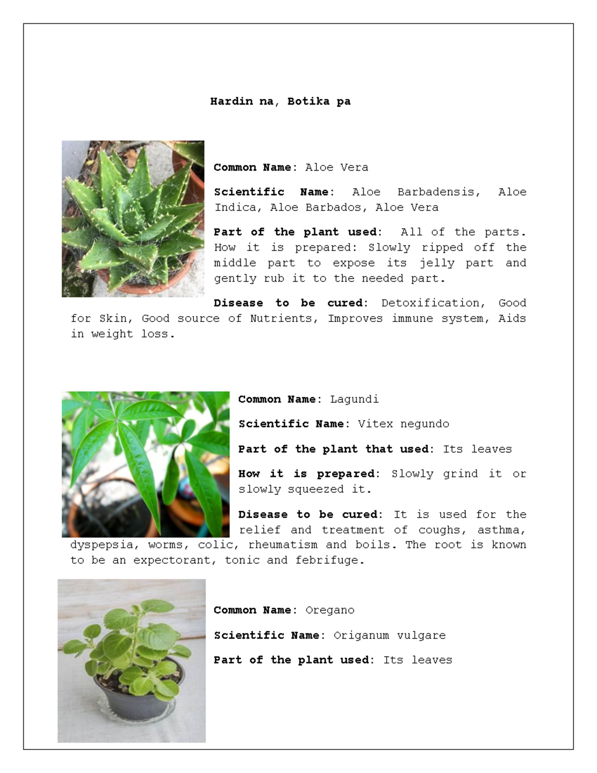 Environmental Plants - Hardin na, Botika pa - Hardin na, Botika pa ...