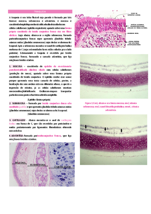 Histologia - TGI - Histologia O plexo de Meissner, também conhecido ...