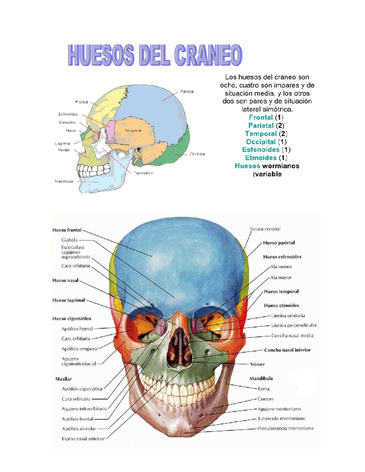 Huesos del craneo - L05 hues-as del crane-u son ache, cuatm son impares ...