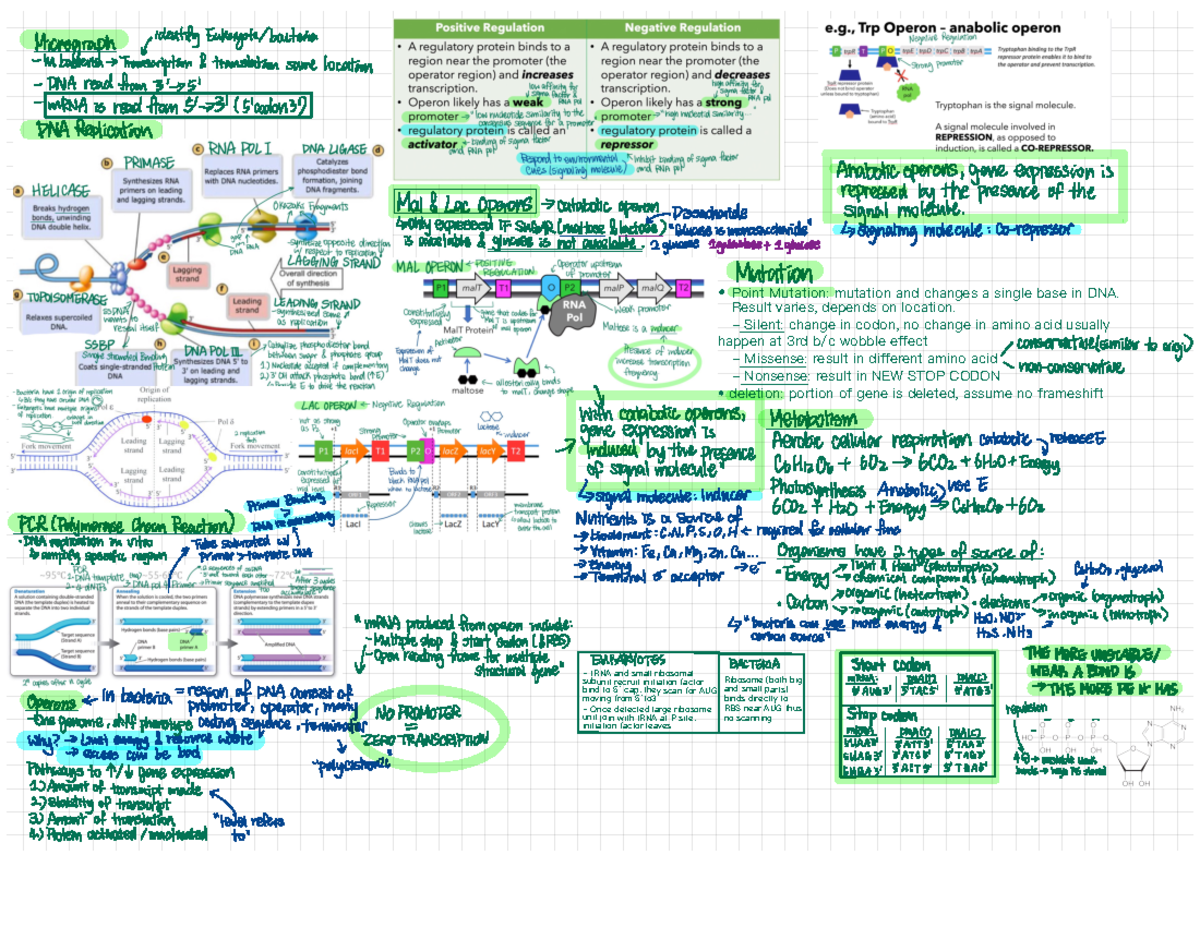 Study Sheet Final - Point Mutation: mutation and changes a single base ...